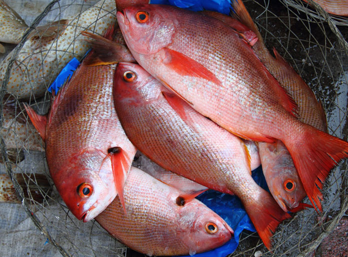 Snap Up This Fish Dish | Serendipity